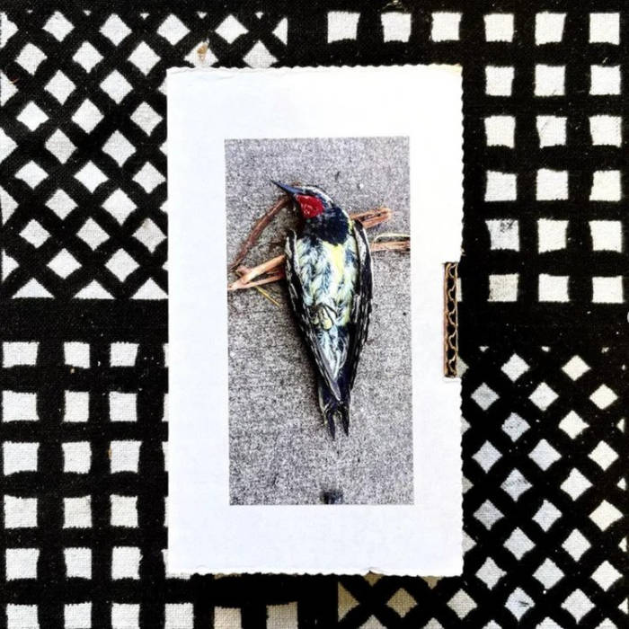 Nobody’s Music by Scott Tuma / Scott Tuma (Album): Reviews, Ratings ...