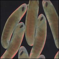 Flight of the Wounded Locust by The Locust (EP; GSL; GSL41): Reviews ...