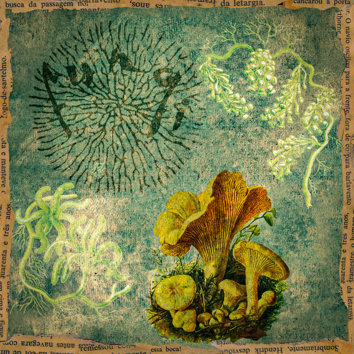 Fungi by Fungi (EP): Reviews, Ratings, Credits, Song list - Rate Your Music