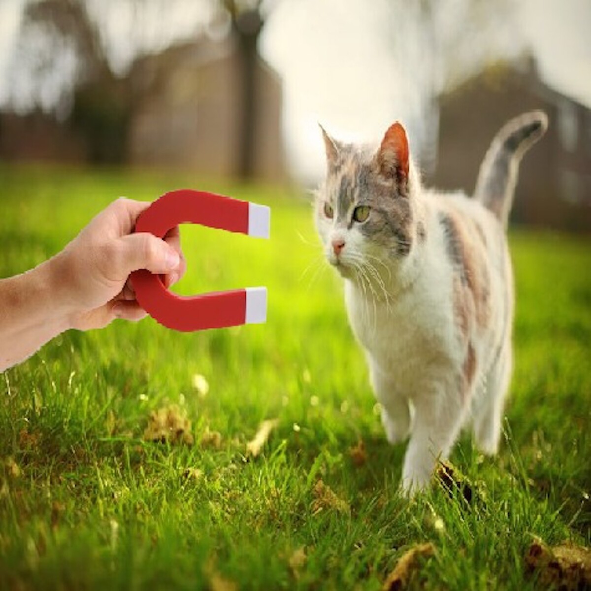 Cat Magnet by Cat Magnet (Single, Ambient): Reviews, Ratings, Credits ...