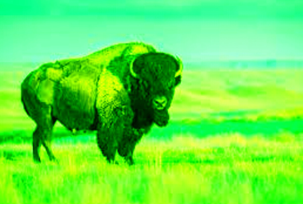 Green Buffalo Steak Ensemble Albums: songs, discography, biography, and ...