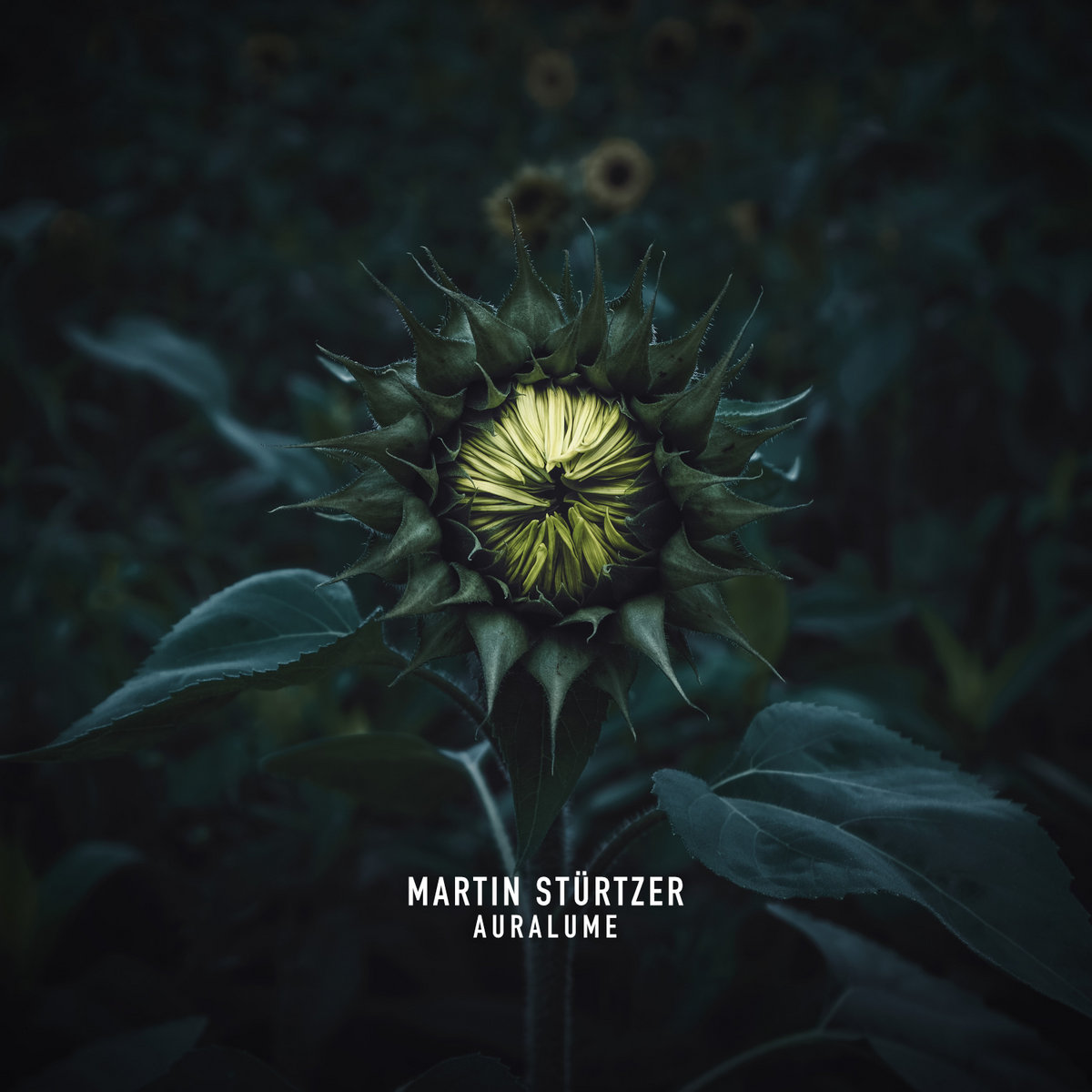 Auralume by Martin Stürtzer (Album): Reviews, Ratings, Credits, Song ...