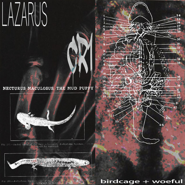 Lazarus by birdcage (Album): Reviews, Ratings, Credits, Song list ...