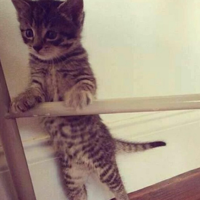 War by Icemop (Single): Reviews, Ratings, Credits, Song list - Rate ...