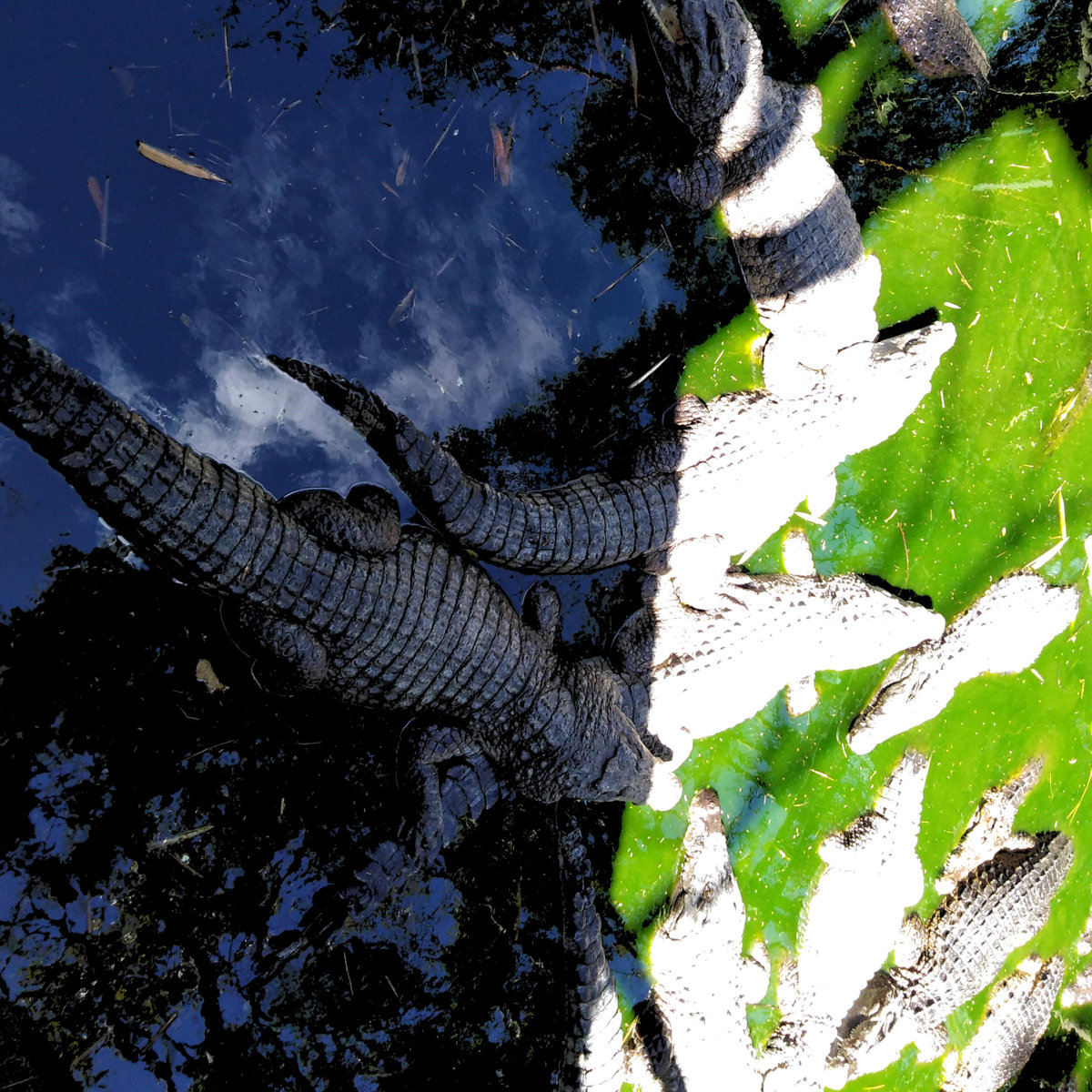 pcm by 天界のペルソナ [Tenkai no Persona] (Album): Reviews, Ratings, Credits ...