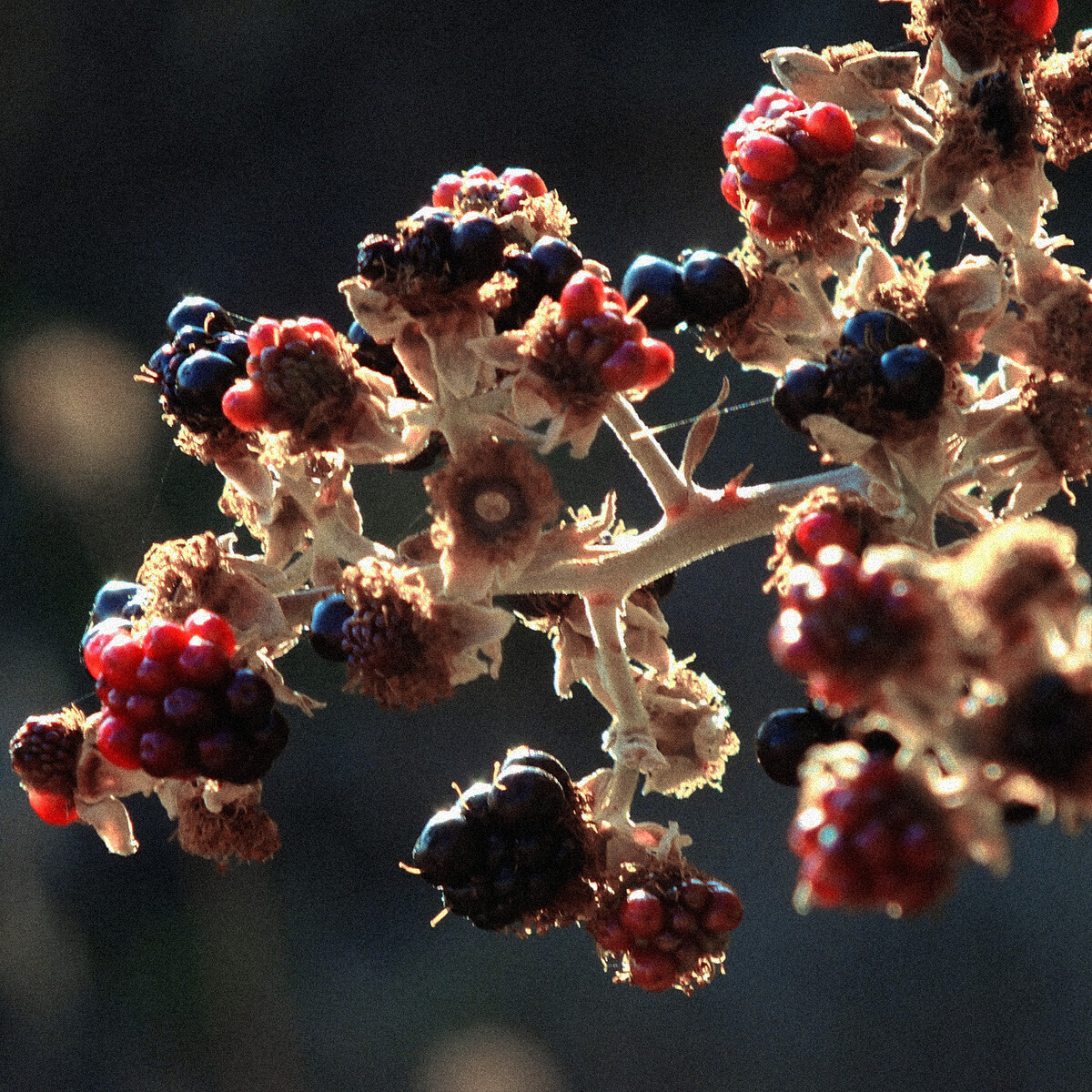 avant session 36 by vivian bell (EP, Drone): Reviews, Ratings, Credits ...