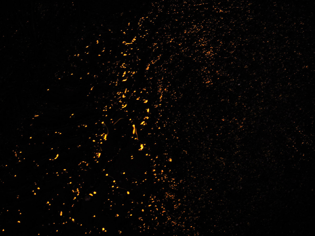 Max Flore Albums: songs, discography, biography, and listening guide ...