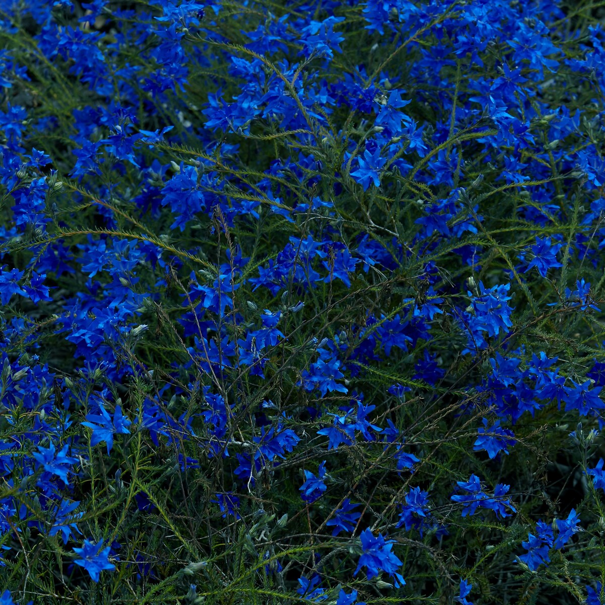 Esoteric Drone singles of 2025 - Rate Your Music