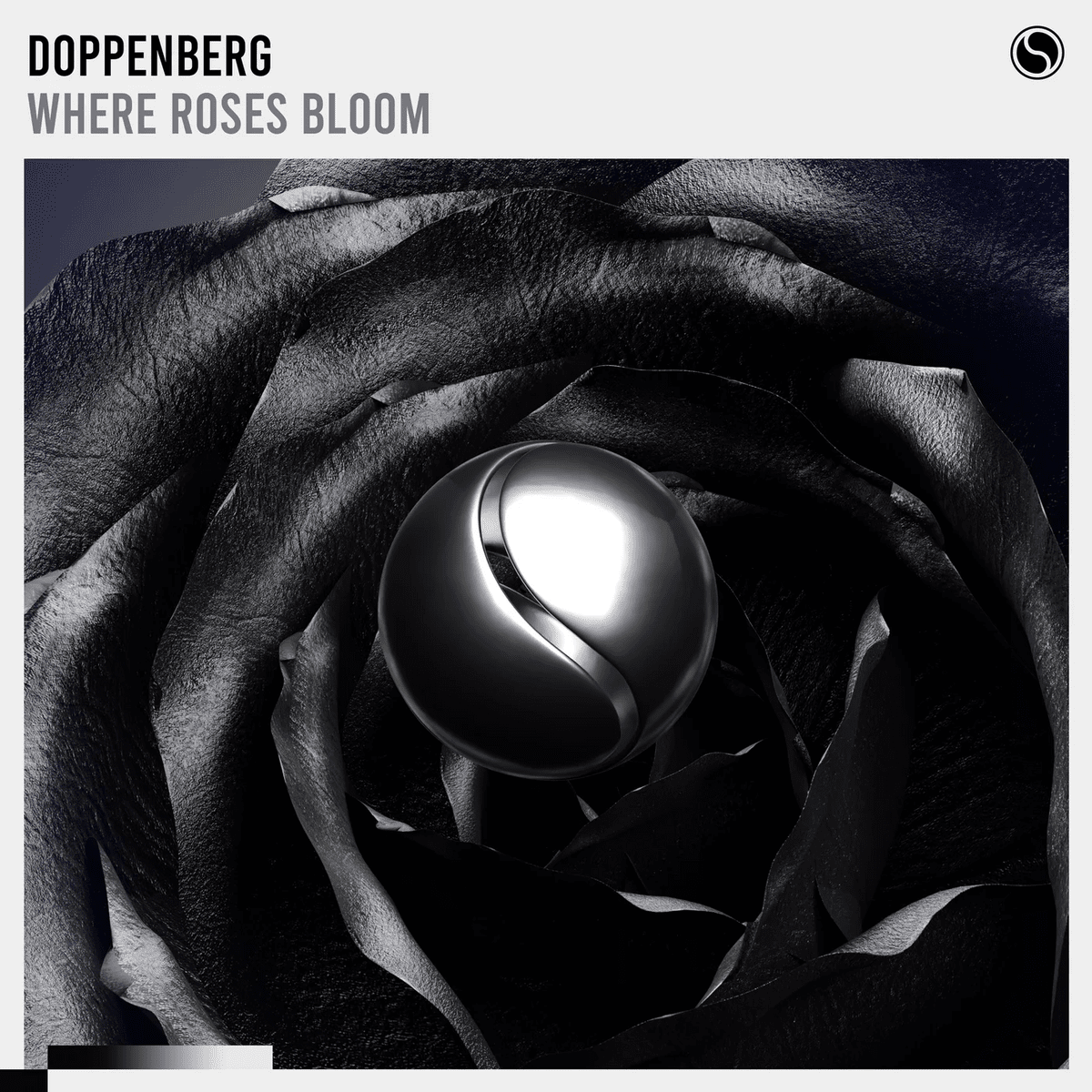 Where Roses Bloom by Doppenberg (Single): Reviews, Ratings, Credits ...