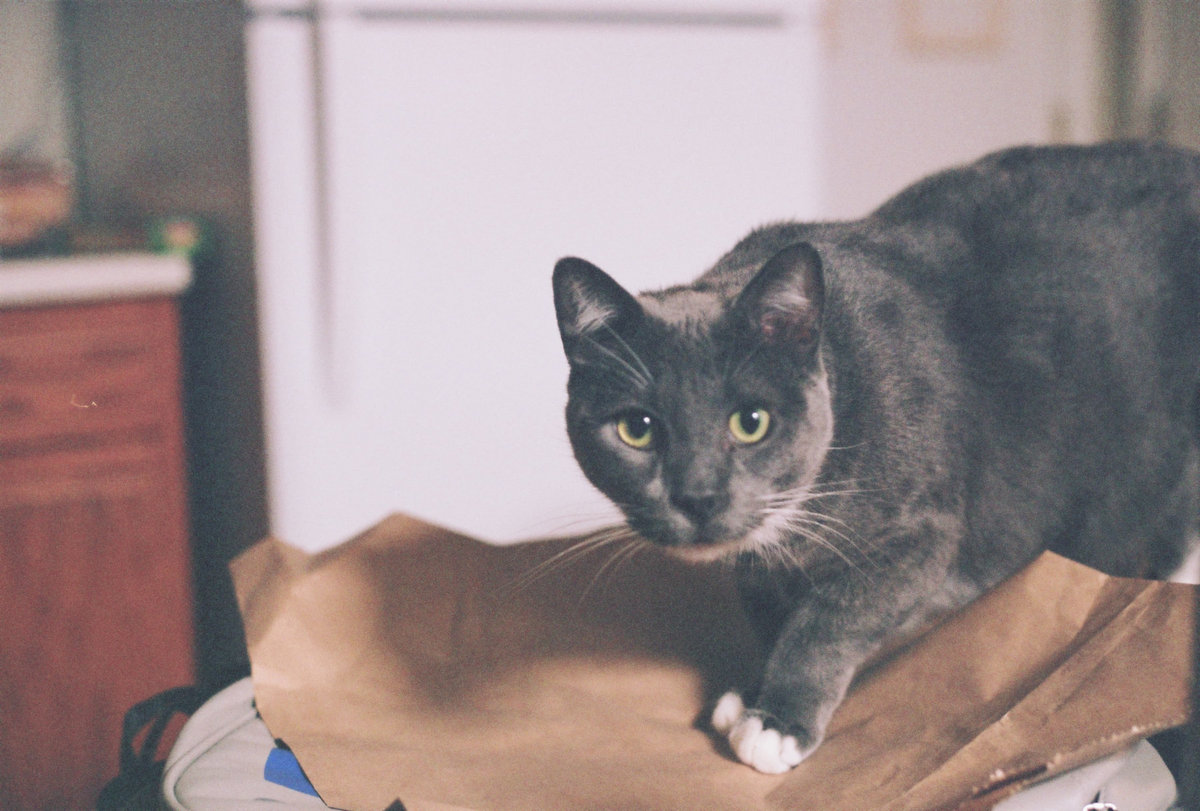 cooper the cat (phone demo) by Kill-Kennie (Additional release): Reviews, Ratings, Credits, Song ...