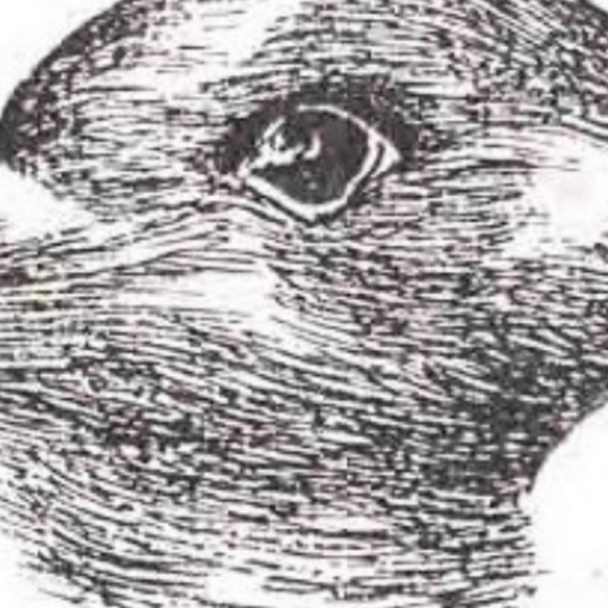 Suffocated by Wires by Cursed Circuits (Single, Industrial): Reviews ...