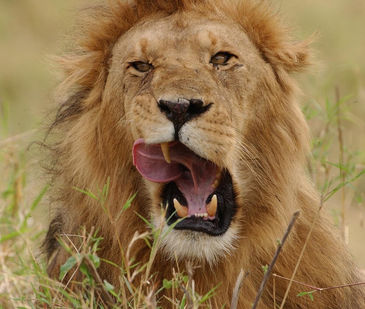 Deepo Albums: songs, discography, biography, and listening guide - Rate ...