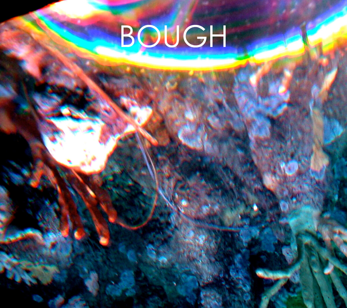 Bough Albums: songs, discography, biography, and listening guide - Rate ...