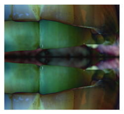 Sesquipedalia by BLÆRG (Album, Breakcore): Reviews, Ratings, Credits ...