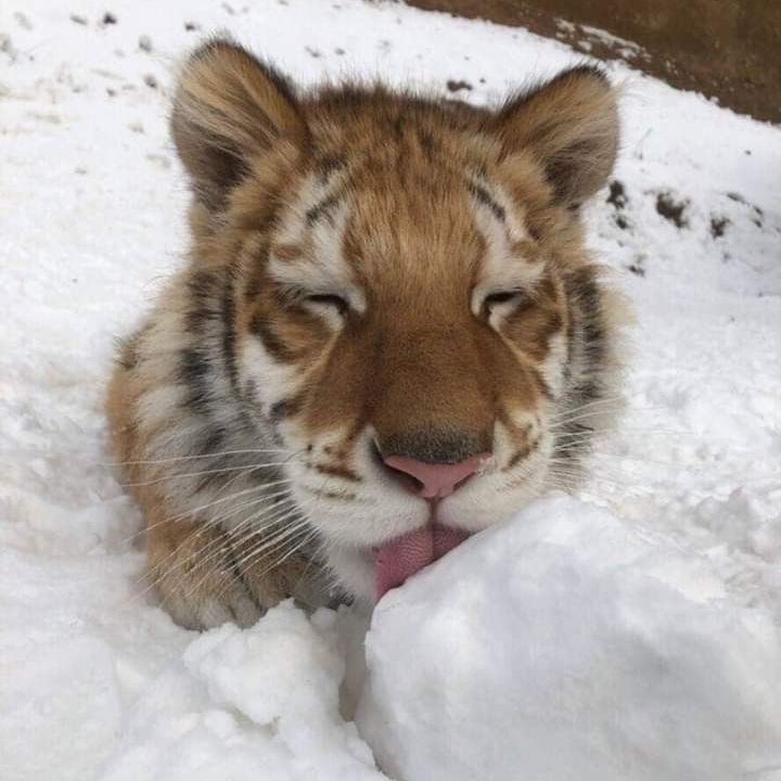 Bag by Icemop (Single, Trap): Reviews, Ratings, Credits, Song list ...