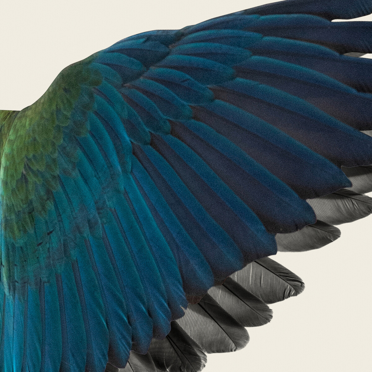 黒い翼の間を by BBHF (Single): Reviews, Ratings, Credits, Song list - Rate Your Music