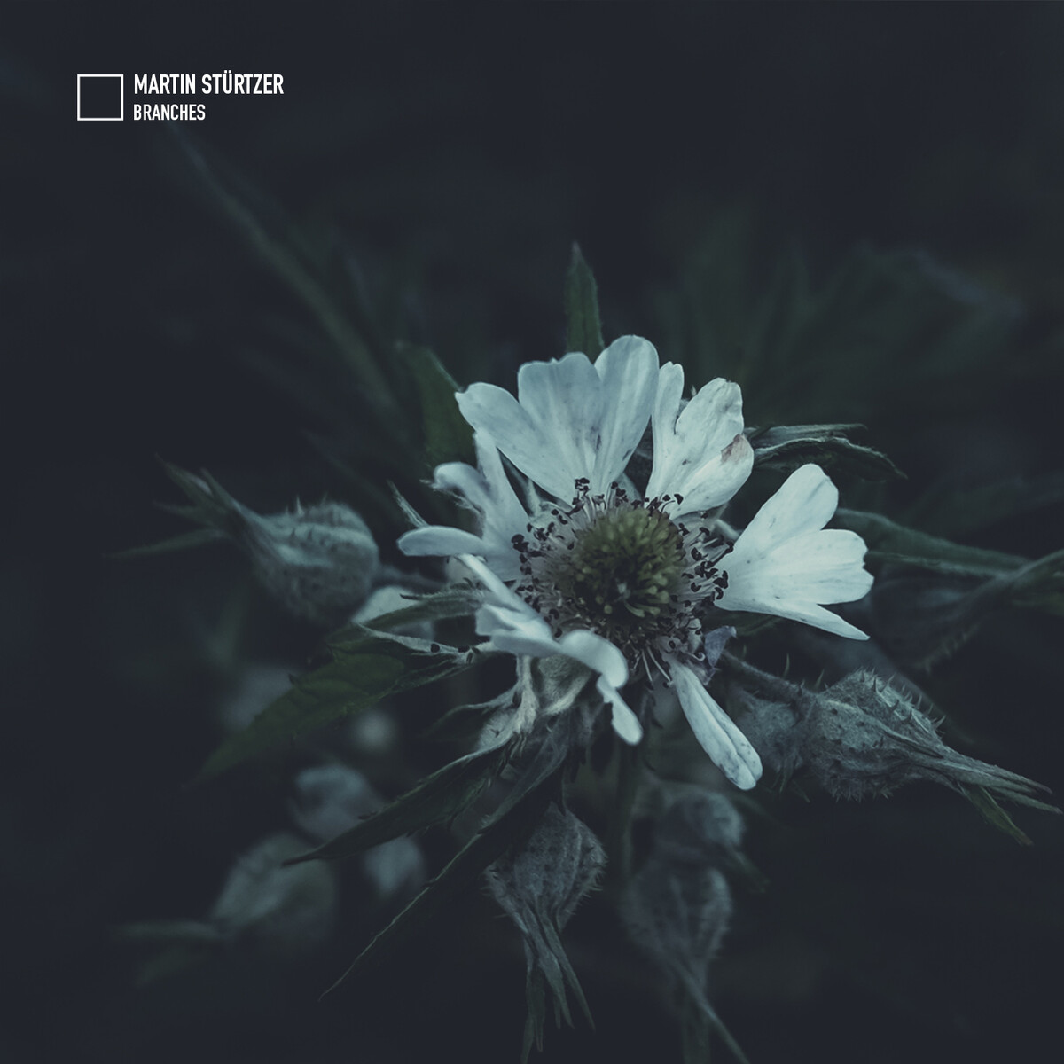 Branches by Martin Stürtzer (Album, Dub Techno): Reviews, Ratings ...