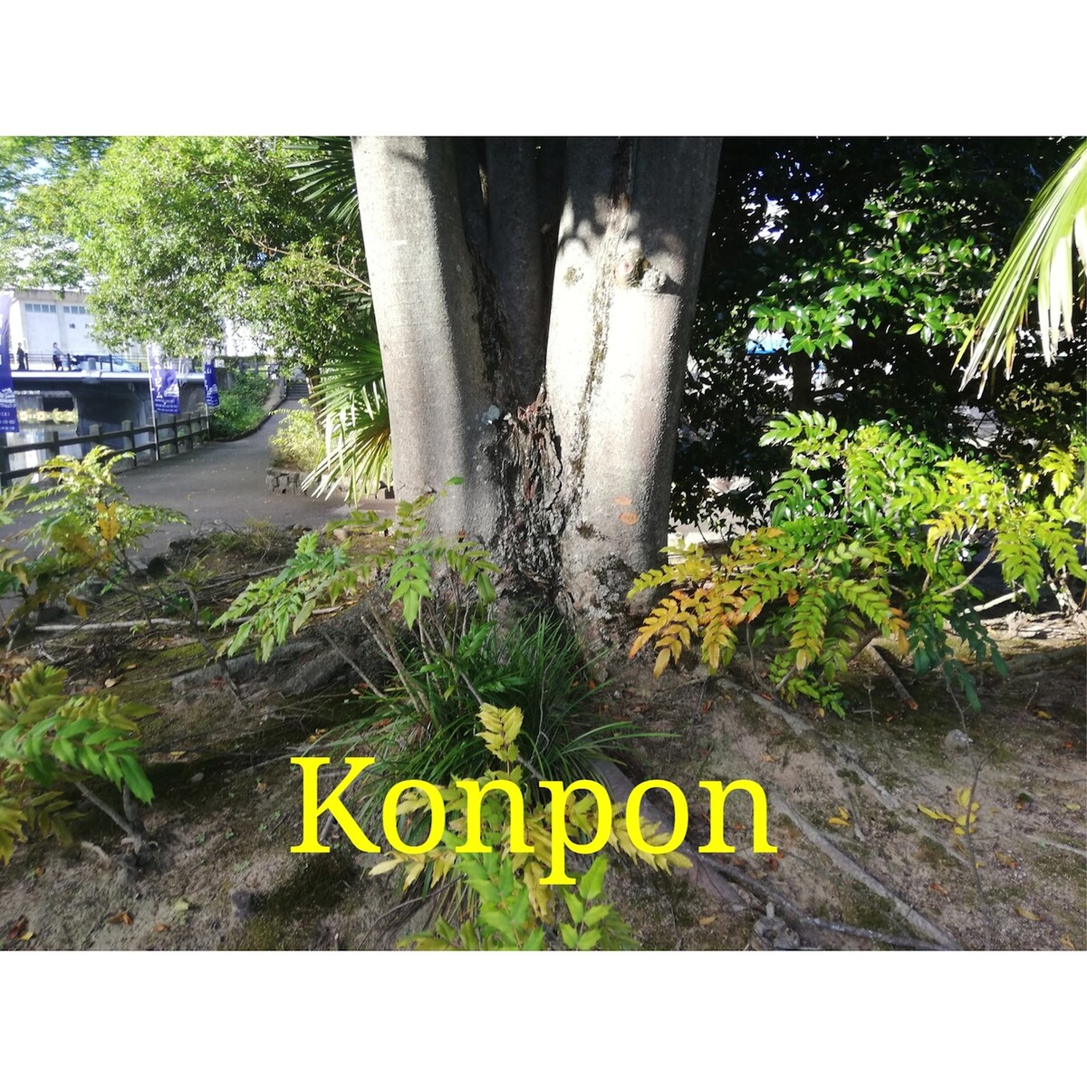 Konpon by Michiru Aoyama (Album): Reviews, Ratings, Credits, Song list ...
