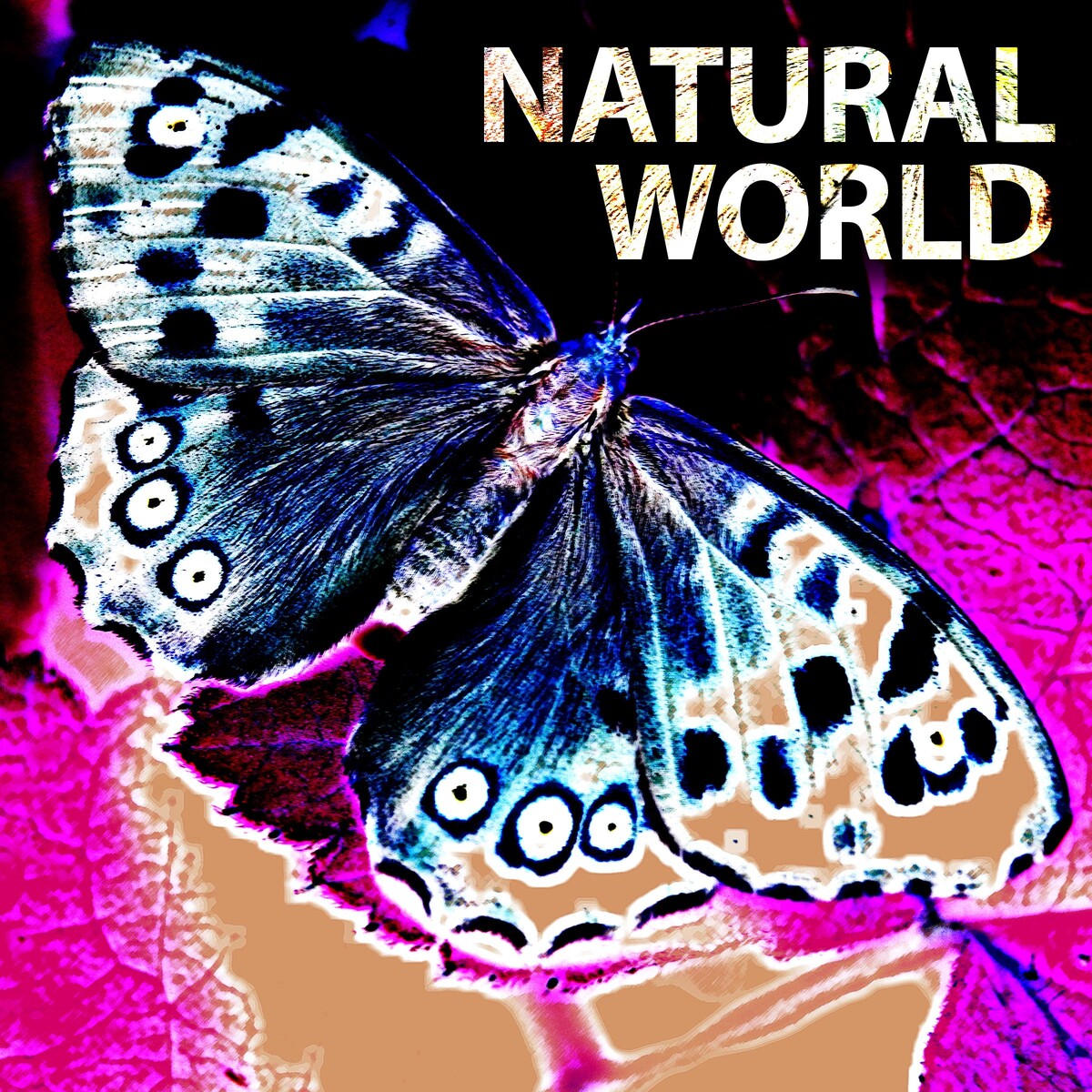 Natural World by Adam Saunders, Mark Cousins & Chris Salt (Album ...