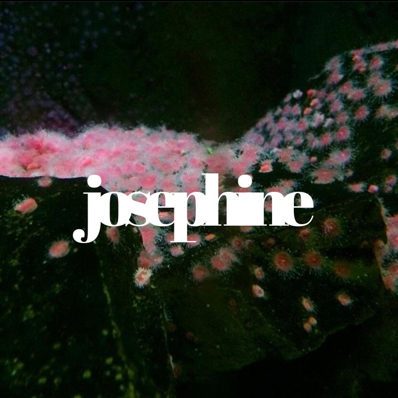 Josephine by SAILORR (Single): Reviews, Ratings, Credits, Song list ...