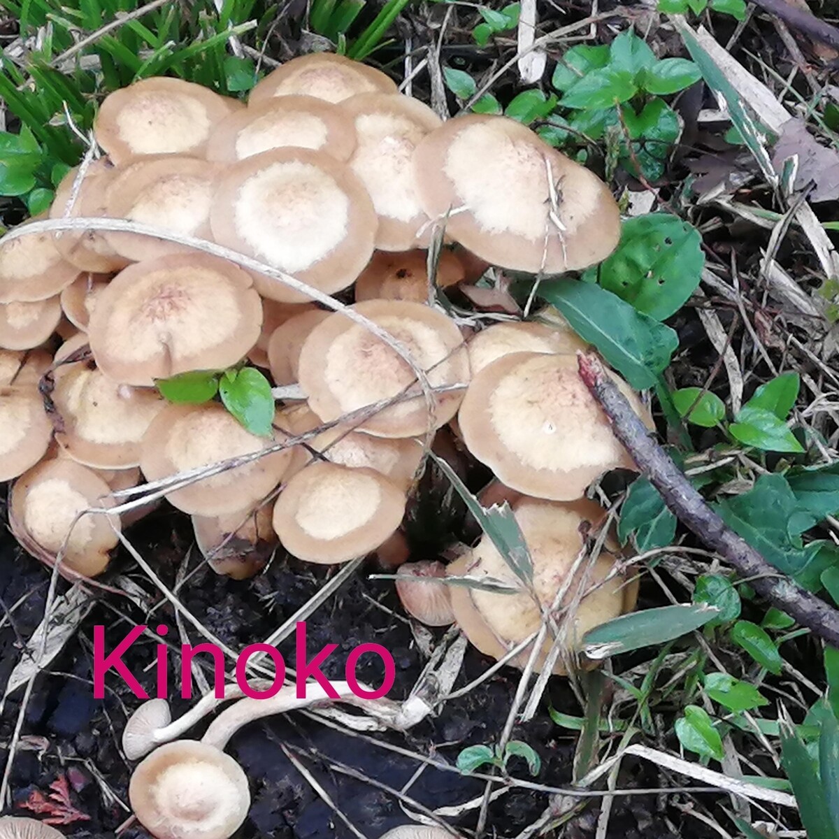 Kinoko by Michiru Aoyama (Album): Reviews, Ratings, Credits, Song list ...