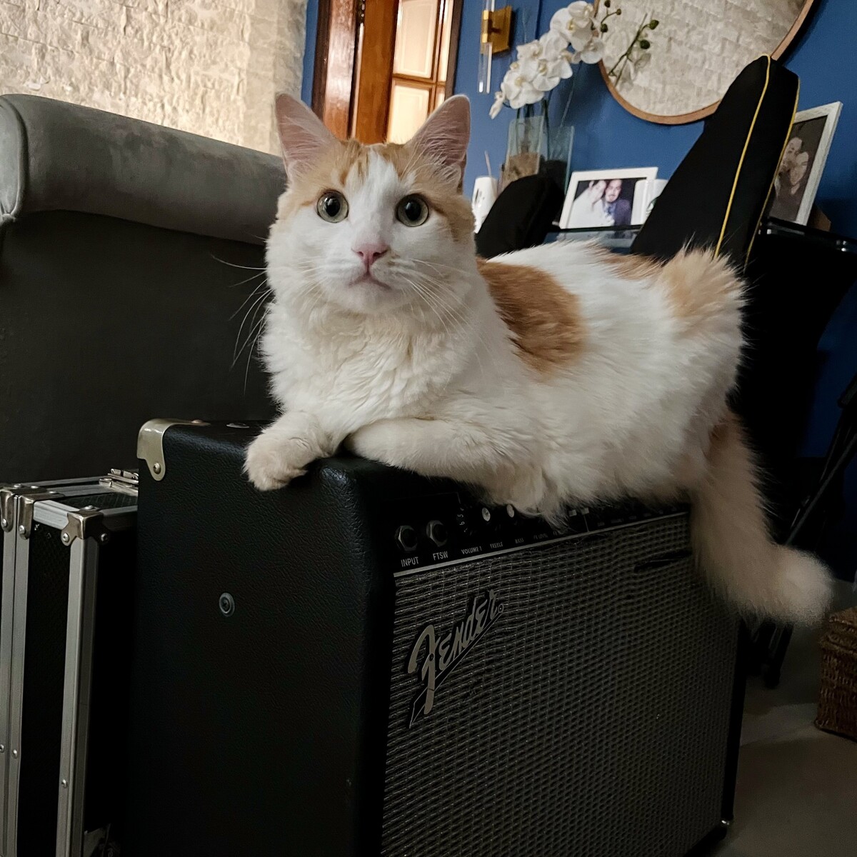 Cat Fuzz by Supernova Andromeda (Single): Reviews, Ratings, Credits ...