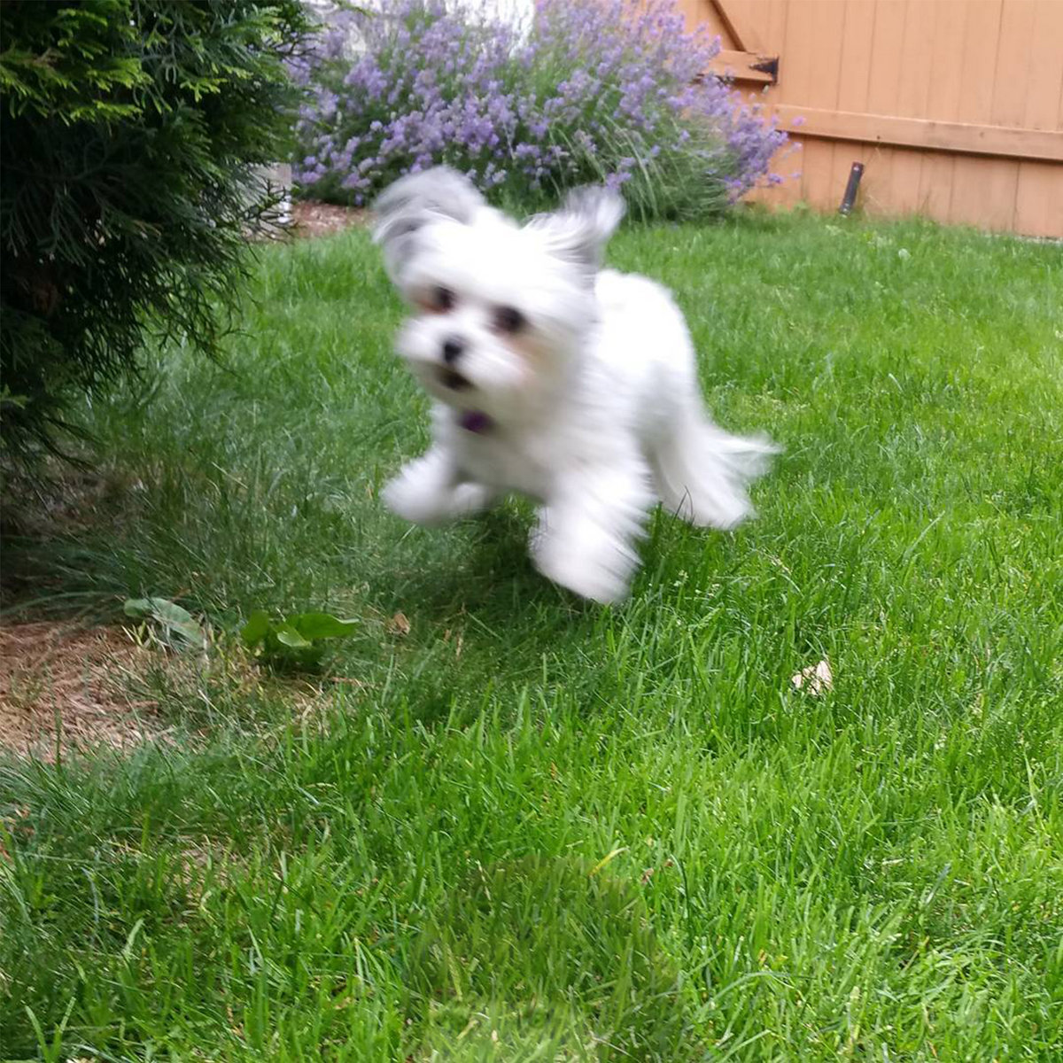 Wabby by Wabby (EP, IDM): Reviews, Ratings, Credits, Song list - Rate ...