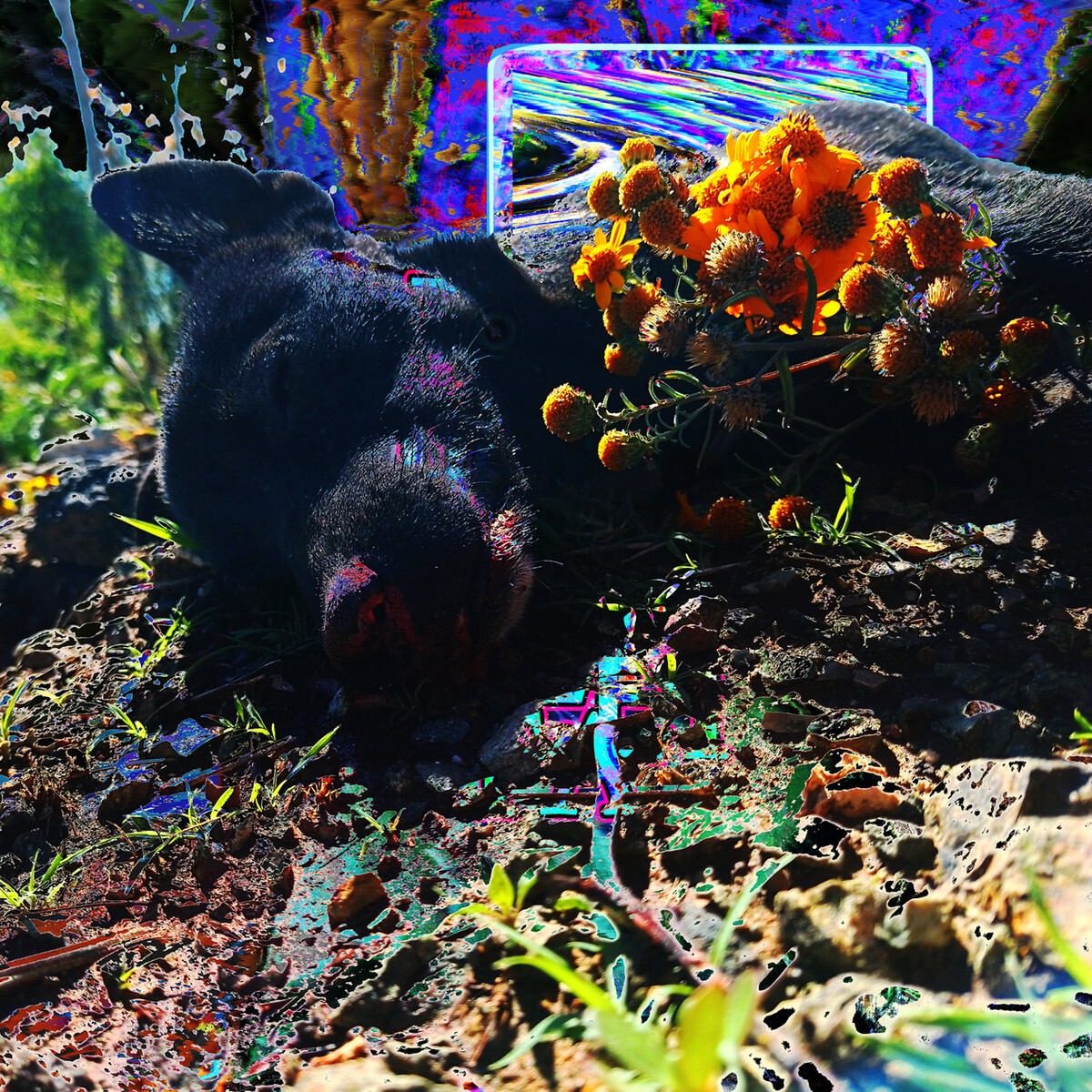 Soft-Spoken Man by Kadsura Heteroclita (Album): Reviews, Ratings ...