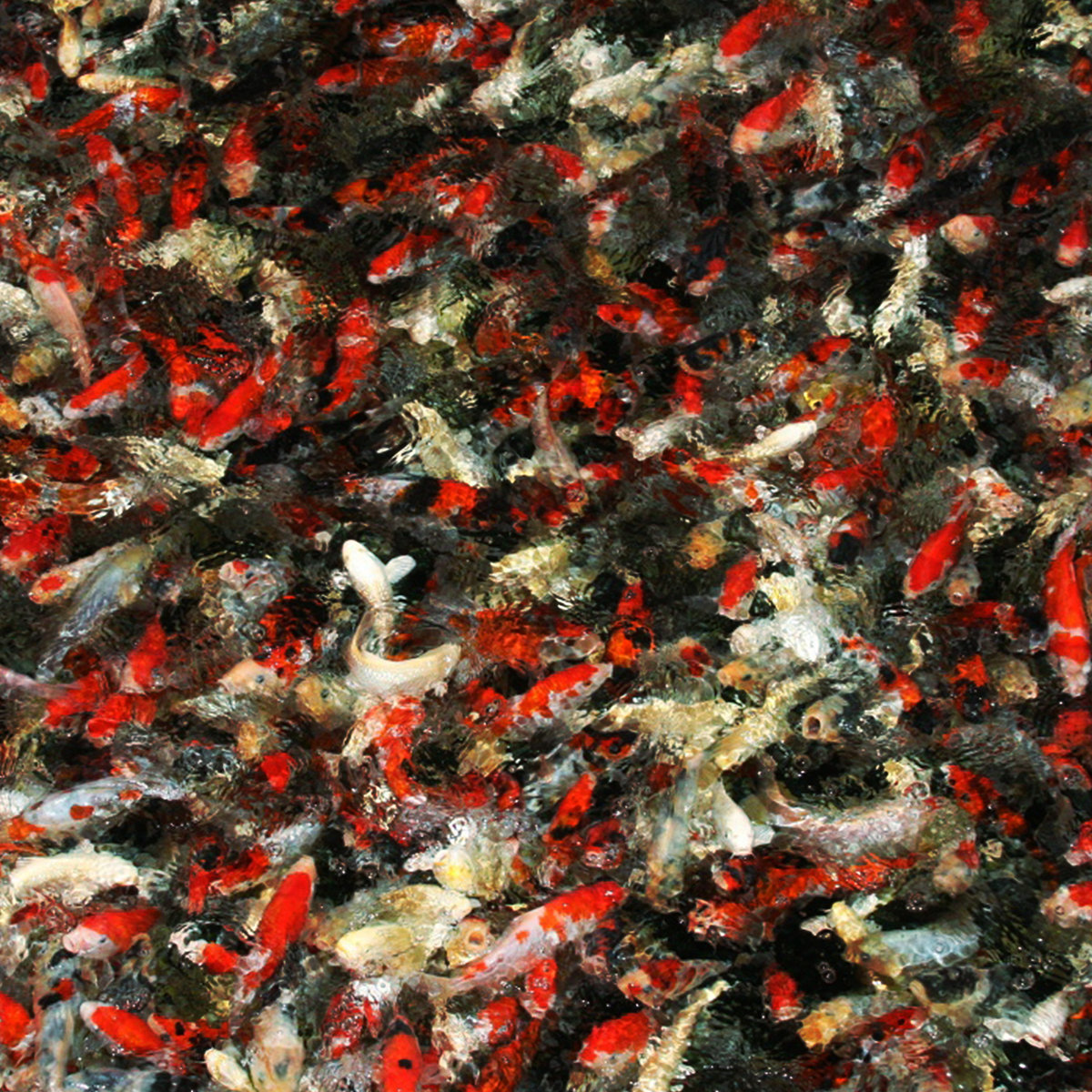 Lazy Legs Albums: songs, discography, biography, and listening guide ...