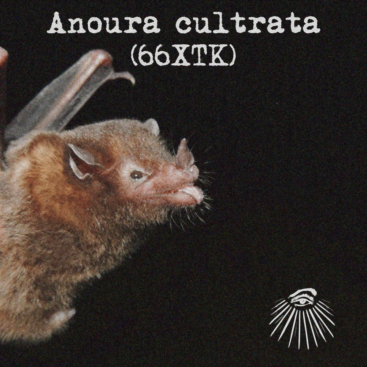 Anoura cultrata by Bat Watcher (Album): Reviews, Ratings, Credits, Song ...