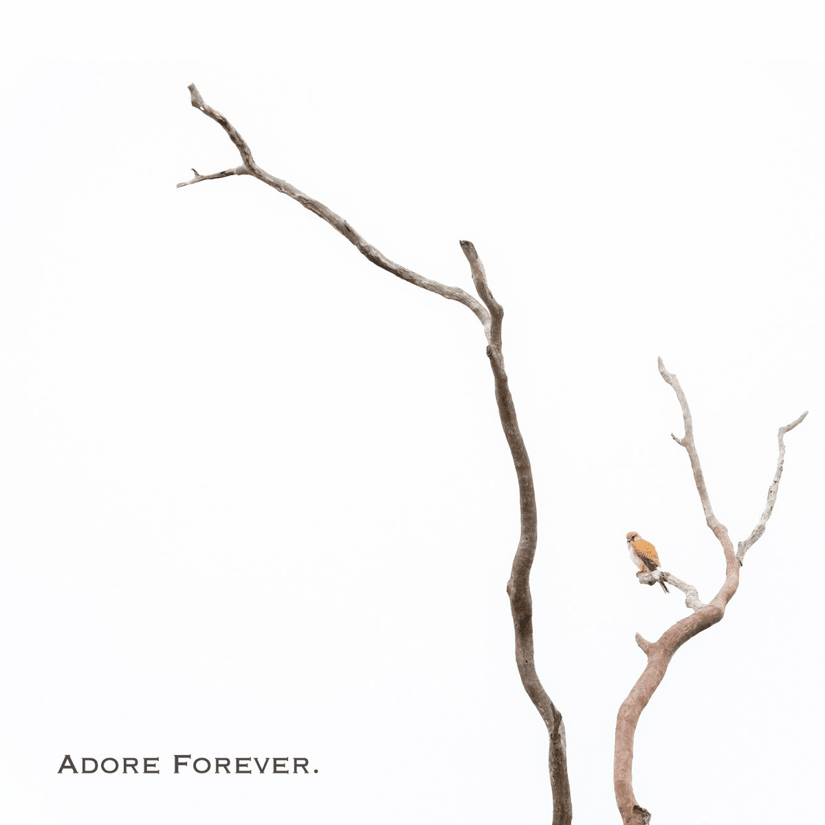 Adore Forever by Vray (EP, Microhouse): Reviews, Ratings, Credits, Song ...