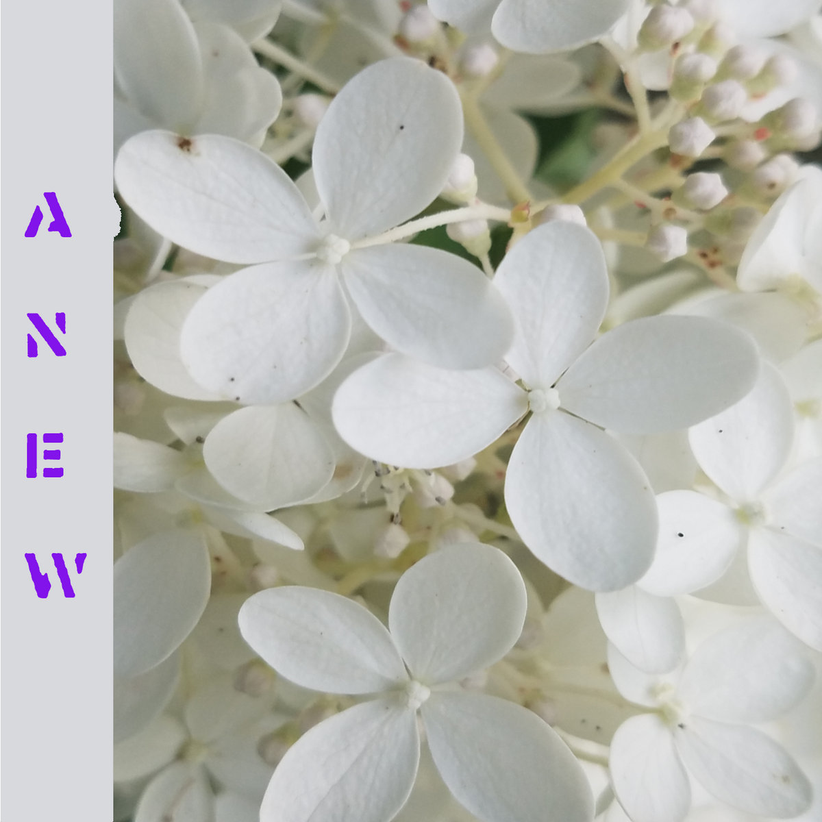 Anew Albums: songs, discography, biography, and listening guide - Rate ...