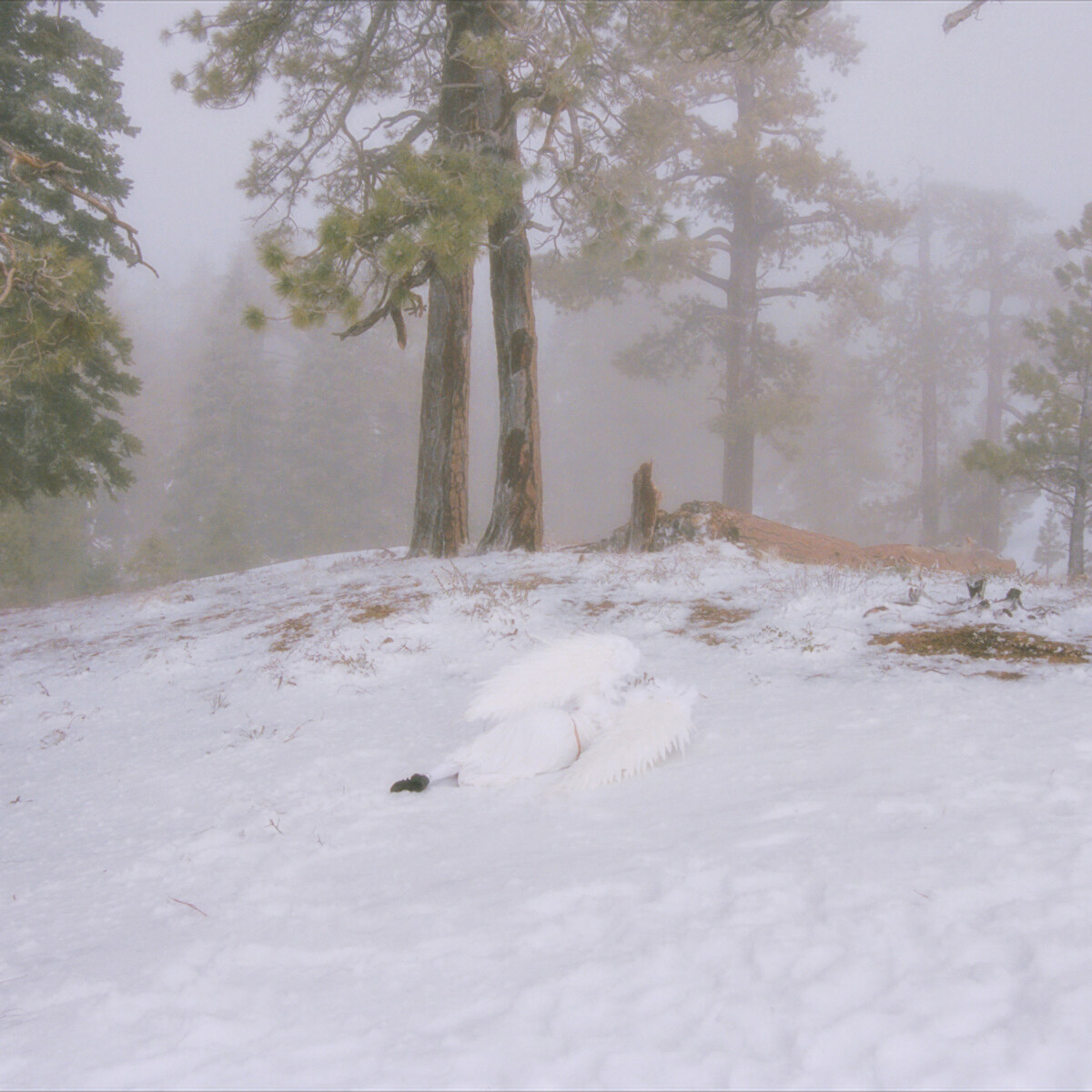 Wisp Albums: songs, discography, biography, and listening guide - Rate ...