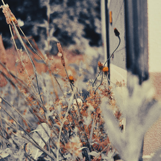 Zauriei miazka by Izaki Gardenak (Single, Alternative Rock): Reviews, Ratings, Credits, Song ...