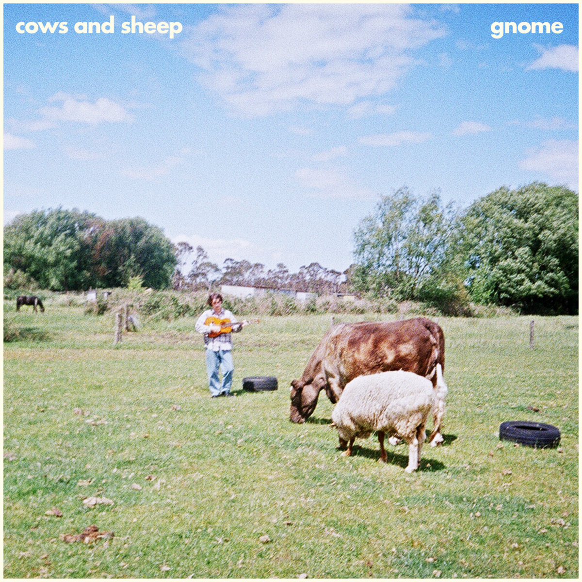 Cows and Sheep by Gnome (Album, Garage Rock): Reviews, Ratings, Credits ...