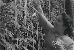 The Swiss Spaghetti Harvest (Film, Mockumentary): Reviews, Ratings ...