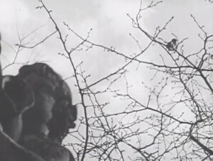 The Aviary (Film, Documentary): Reviews, Ratings, Cast and Crew - Rate ...