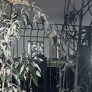 Mark William Lewis - Little Wonder - Rate Your Music