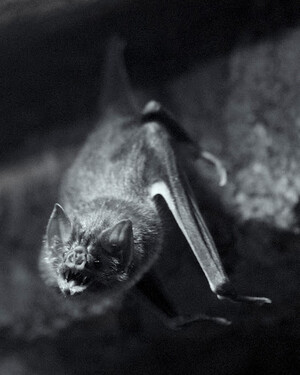 Goth Favorites - Rate Your Music