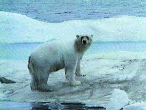 Life on Ice (Film, Nature Documentary): Reviews, Ratings, Cast and Crew ...
