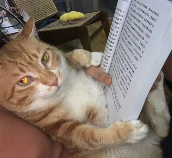 Isabelle Worm’s official RateYourMusic Q&A - Rate Your Music