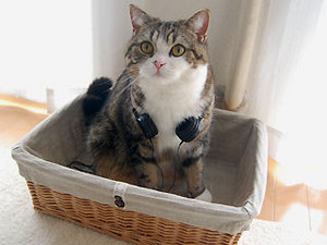 Aw, Cats. - Rate Your Music
