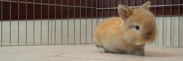 BOP OR FLOP (2025 edition) - Rate Your Music