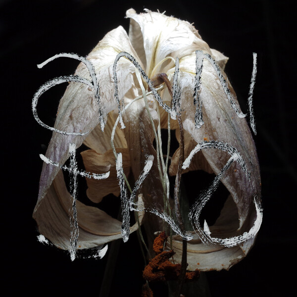 Annika Zee Albums: songs, discography, biography, and listening guide ...