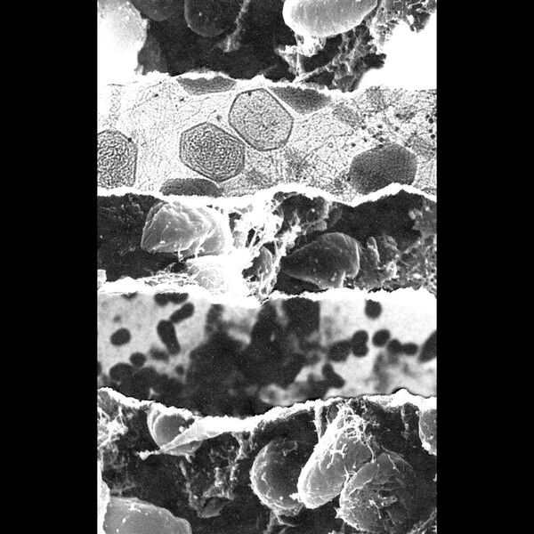 Zero Prospect by Death Appeal (Album): Reviews, Ratings, Credits, Song ...