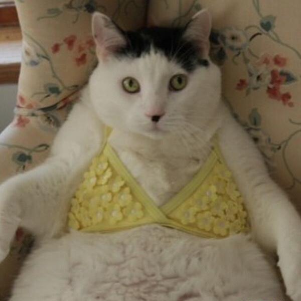 UFC fighter discloses OnlyFans earnings | Page 2 | Sherdog Forums | UFC ...