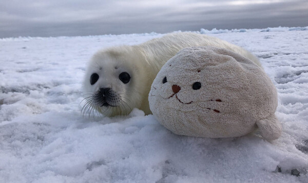 Regression by pinniped (Album; n/a; n/a): Reviews, Ratings, Credits ...