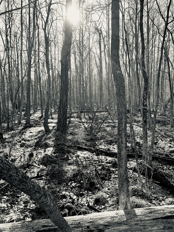 Blood Friends by Ballerina In Blood (Album): Reviews, Ratings, Credits ...