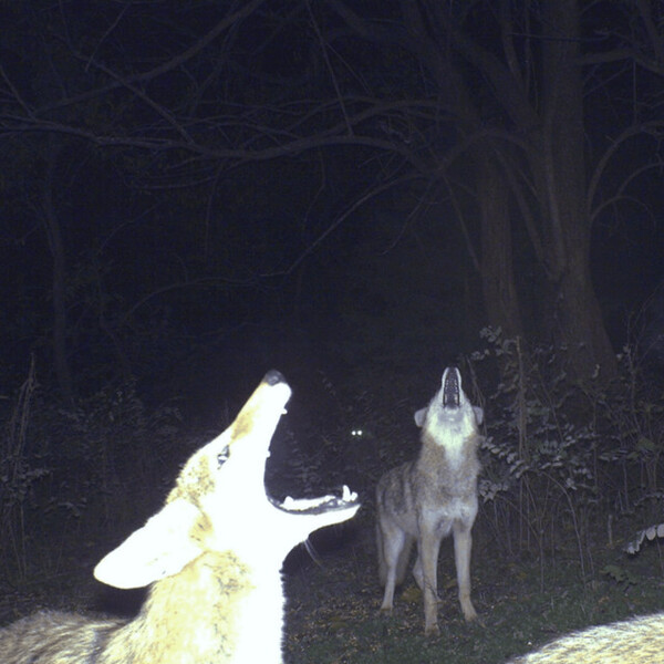 The Light That Failed by friendly to crows (Album): Reviews, Ratings ...