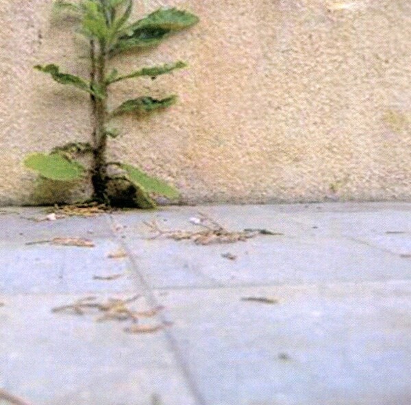 Absent Without Leave / Cono Norte 3 by Absent Without Leave / Cono ...